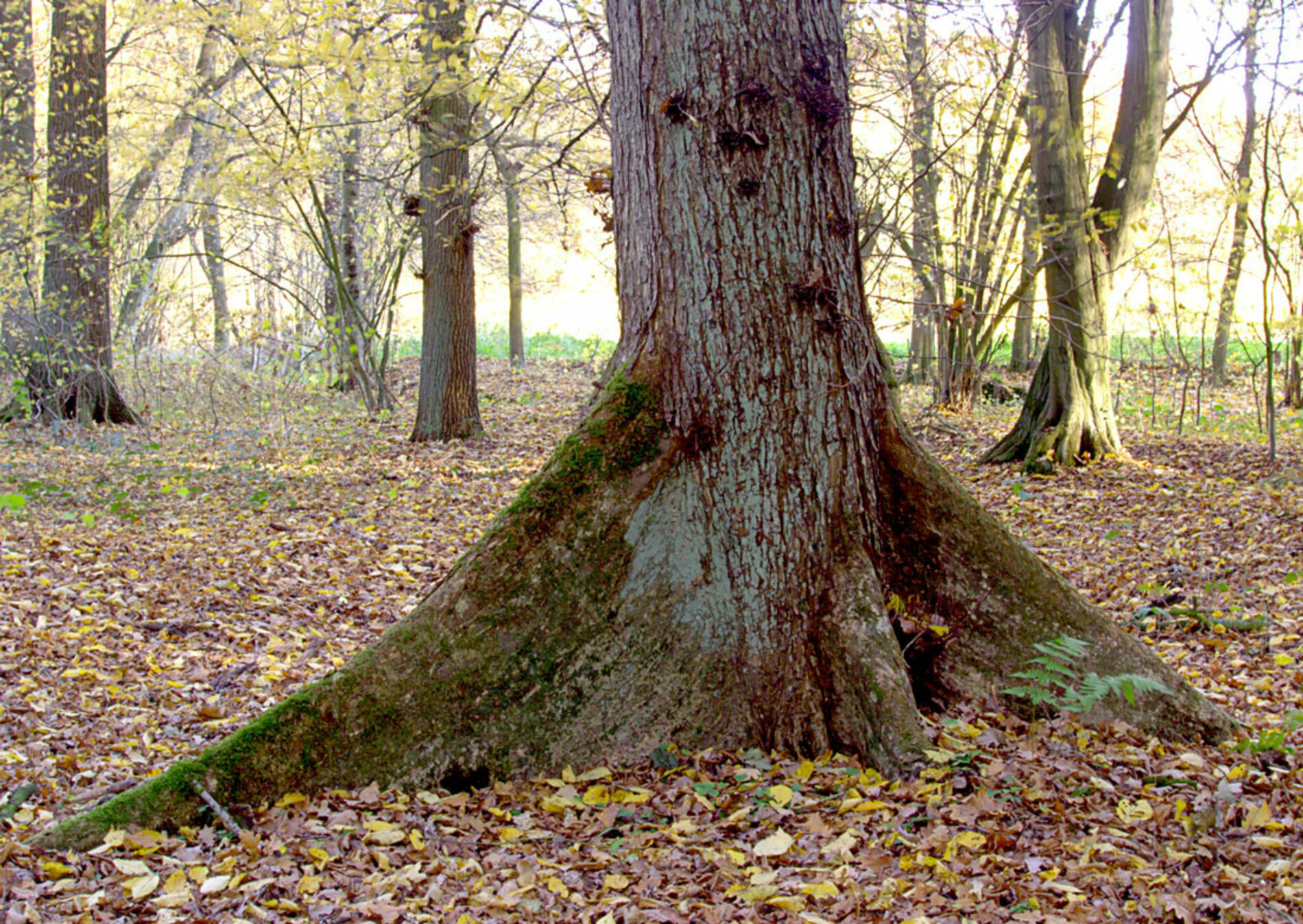 SDW Projekt Flatterulmen in Hamburg: Landesverband Hamburg